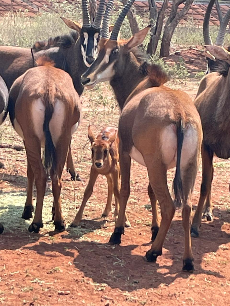 Newborn Sable at Kudu Valley Safari Lodge – Kudu Valley Safari Lodge